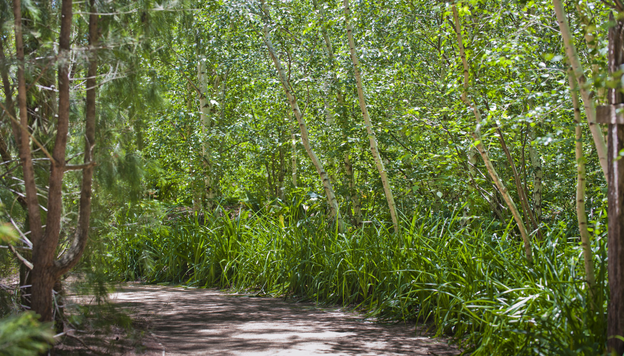 Alowyn Gardens | Birch & Casuarina Forests Gallery