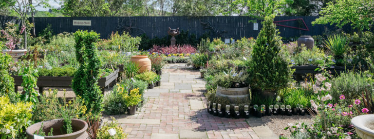 Alowyn Gardens | Nursery