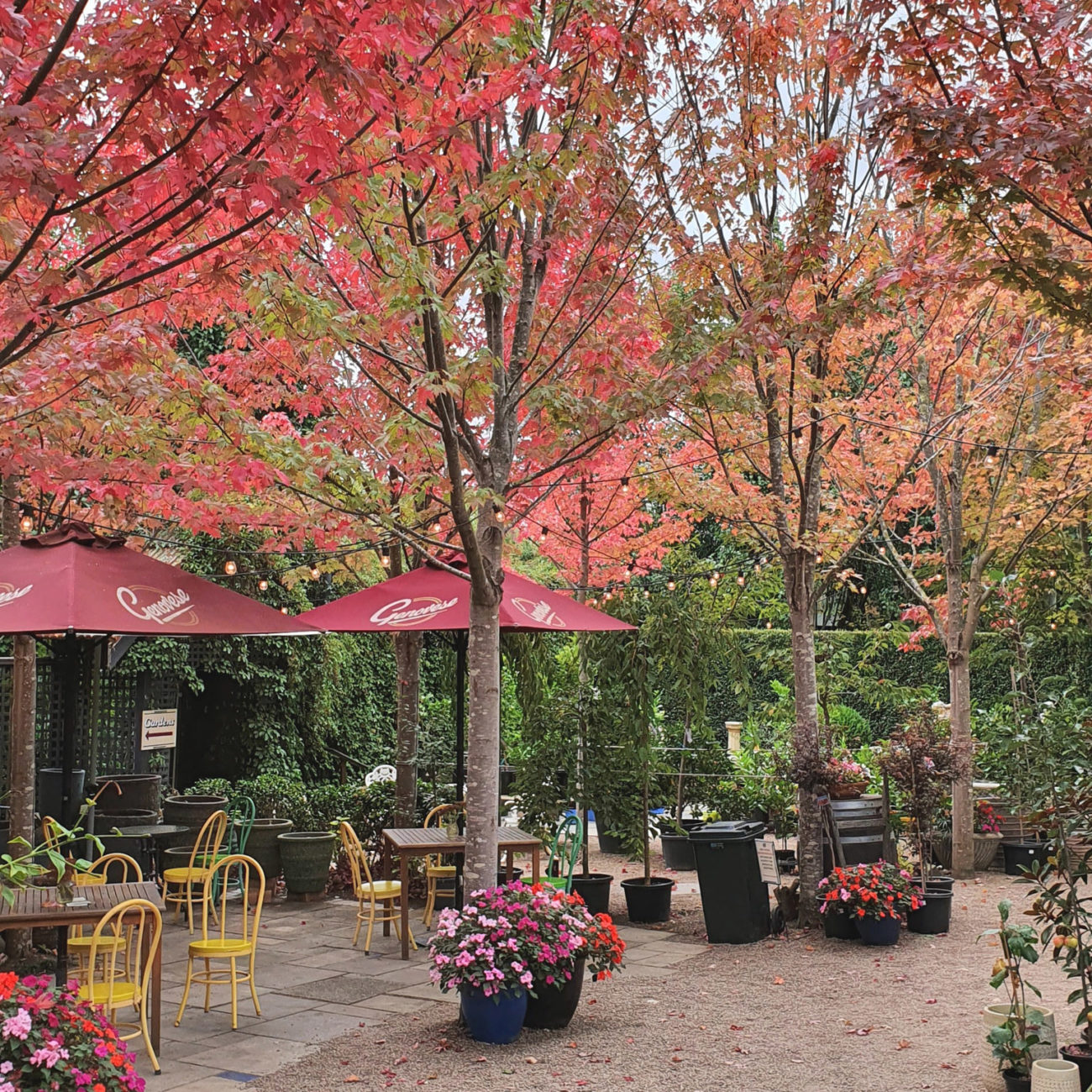 Alowyn Gardens | Maple Courtyard Gallery