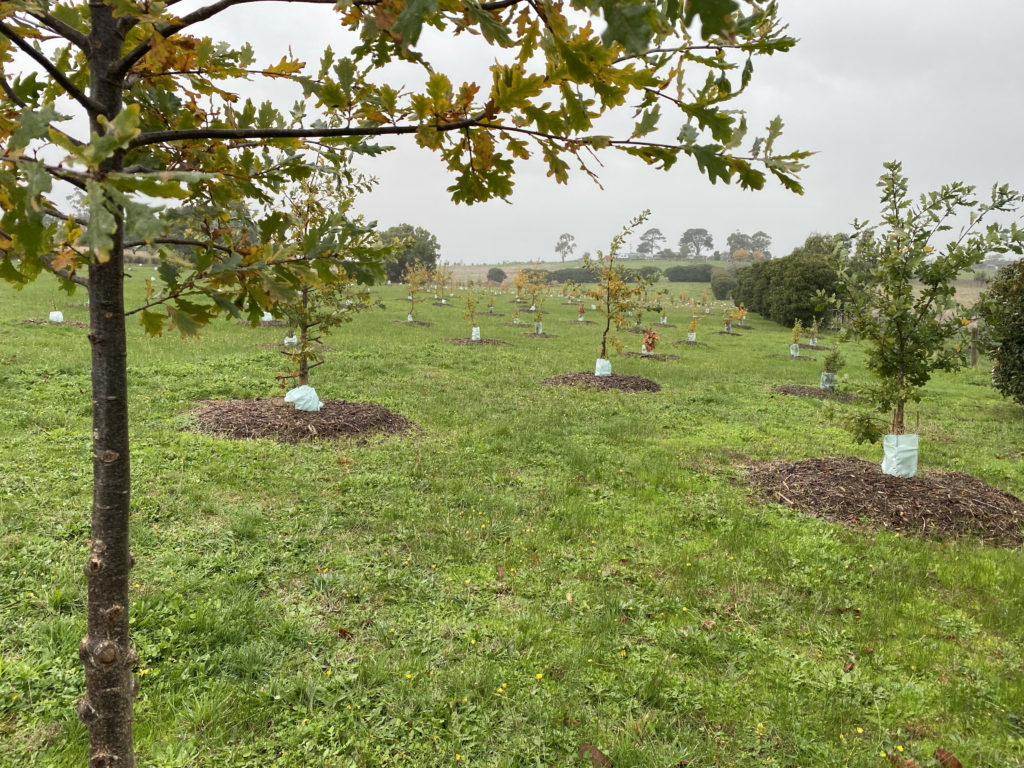 Alowyn Gardens | The Oak Tree Project