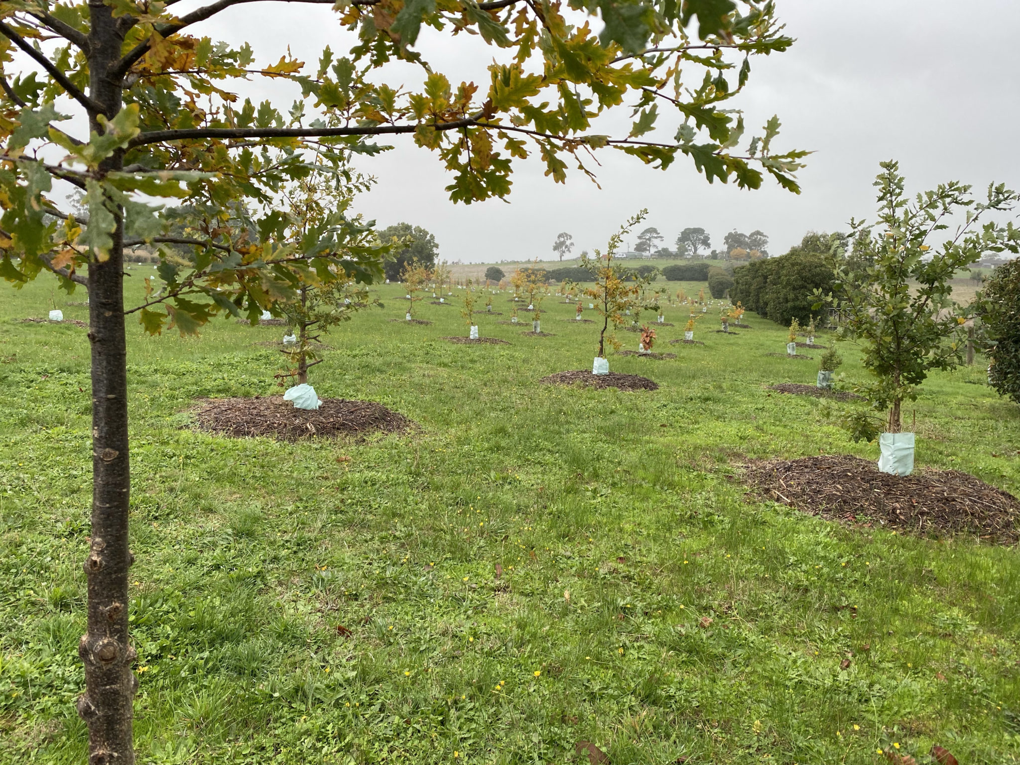 Alowyn Gardens | The Oak Tree Project