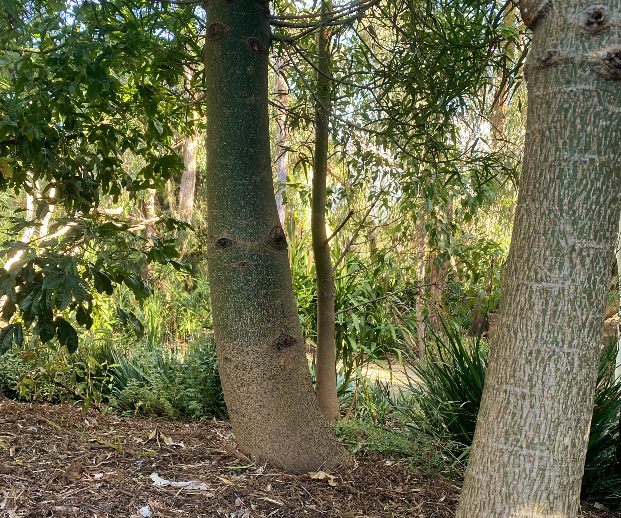 Alowyn Gardens | Dry Garden Gallery